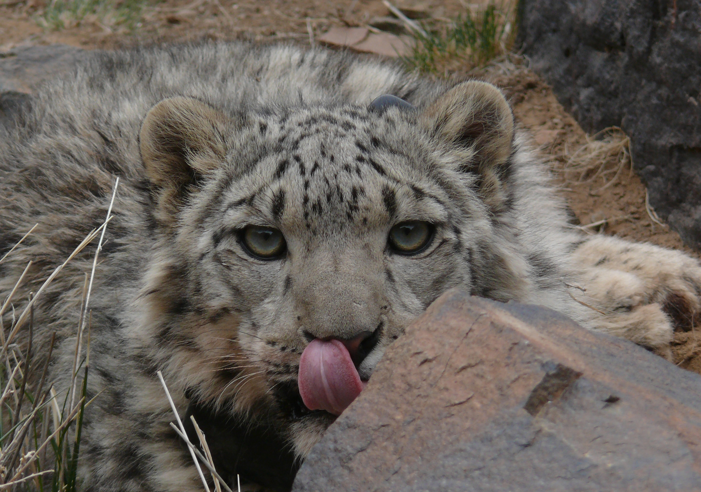The timing of breeding and independence for snow leopard females and ...